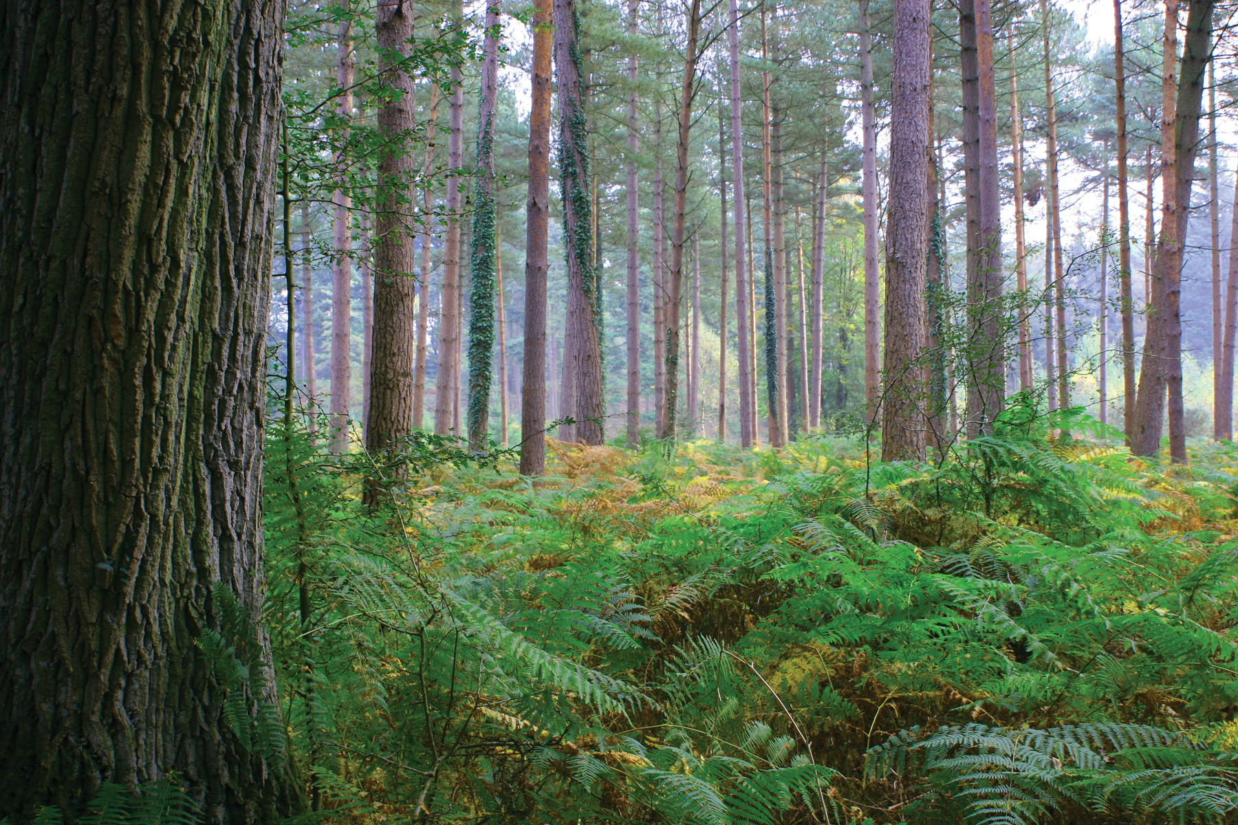 Forest Management for the Farm - Grit